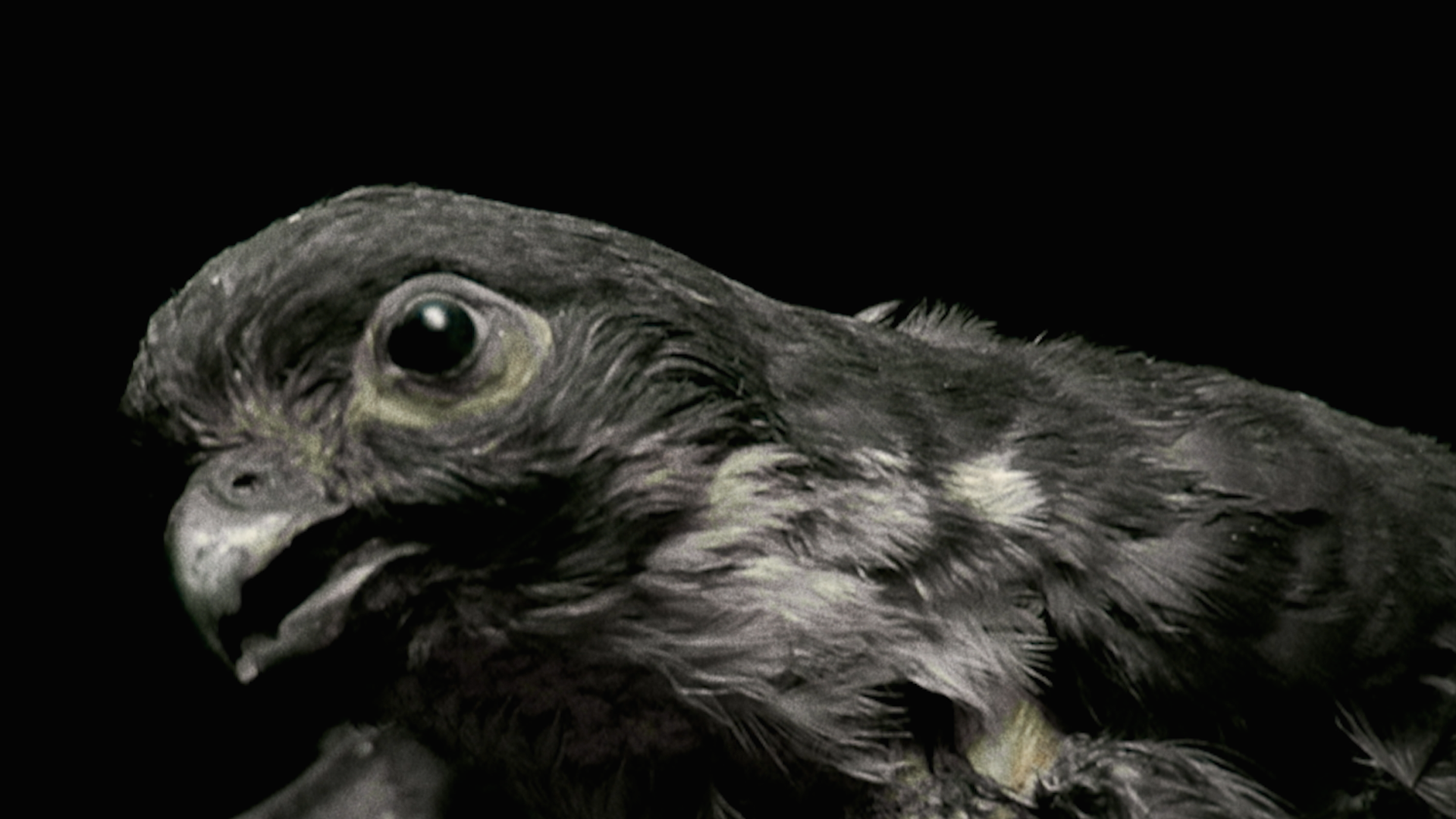 Grasshopper Educational: GULYABANI