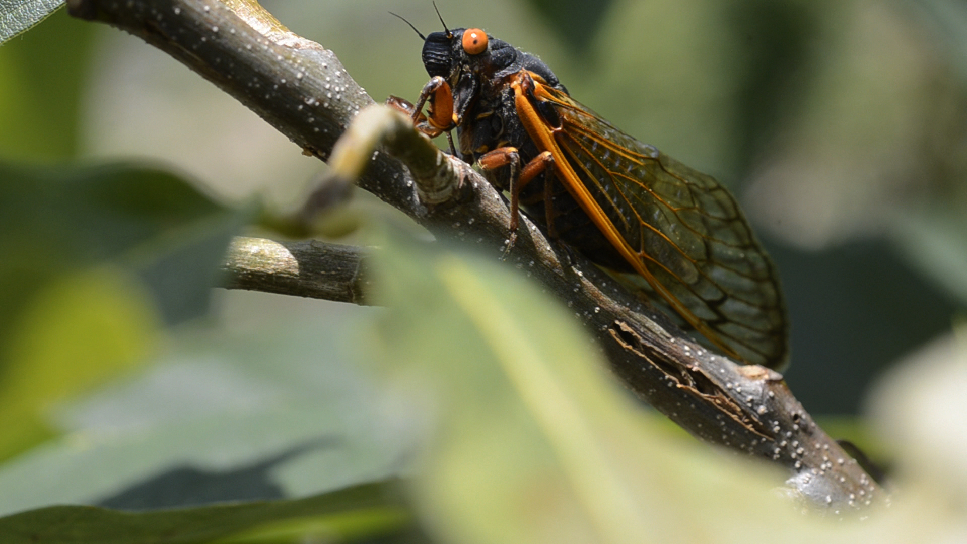 Grasshopper Educational: SONG OF THE CICADAS